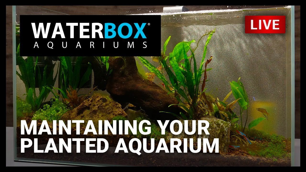 Episode 20: Maintaining Your Planted Aquarium: Update to the Waterbox ...