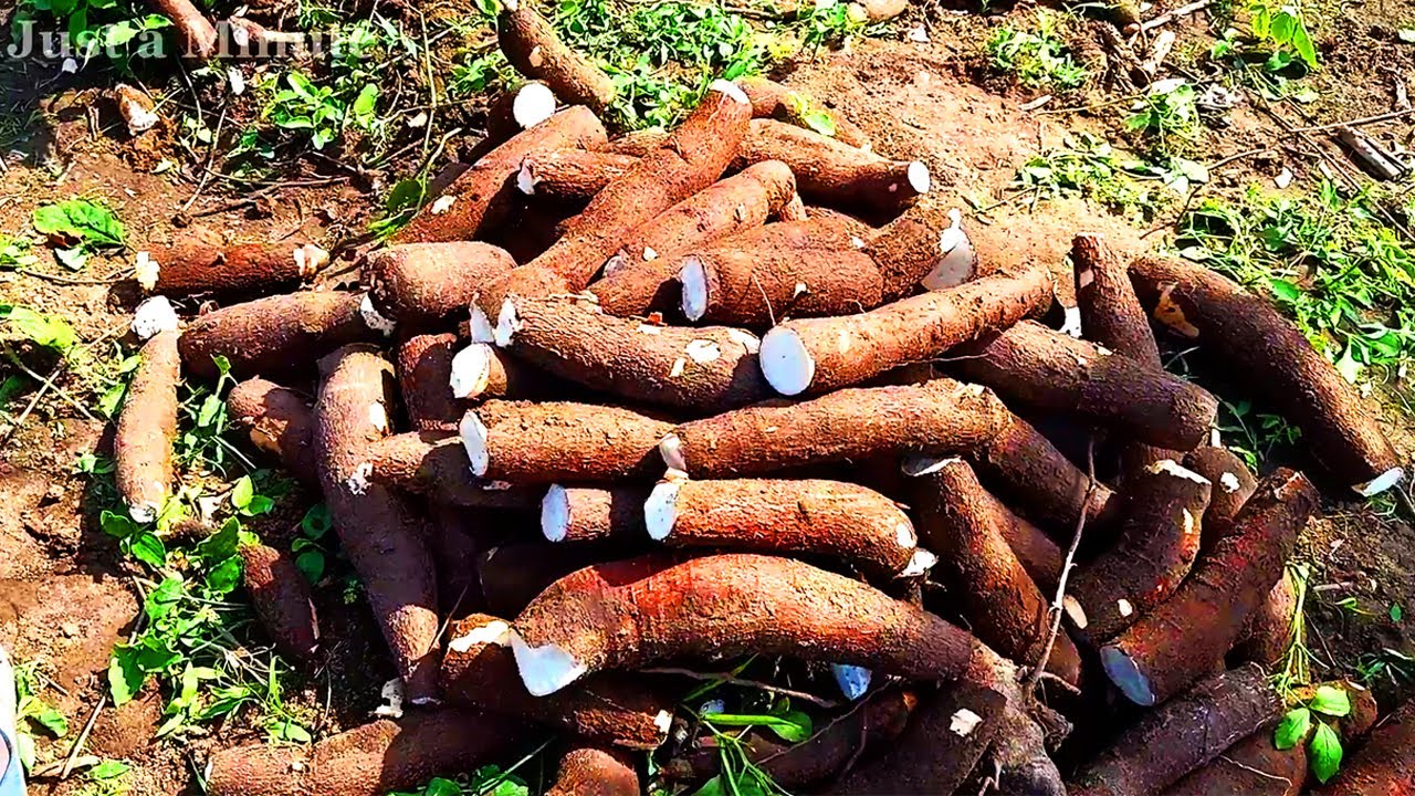 Organic tapioca cultivation Maravalli Kizhangu harvesting | Tapioca ...