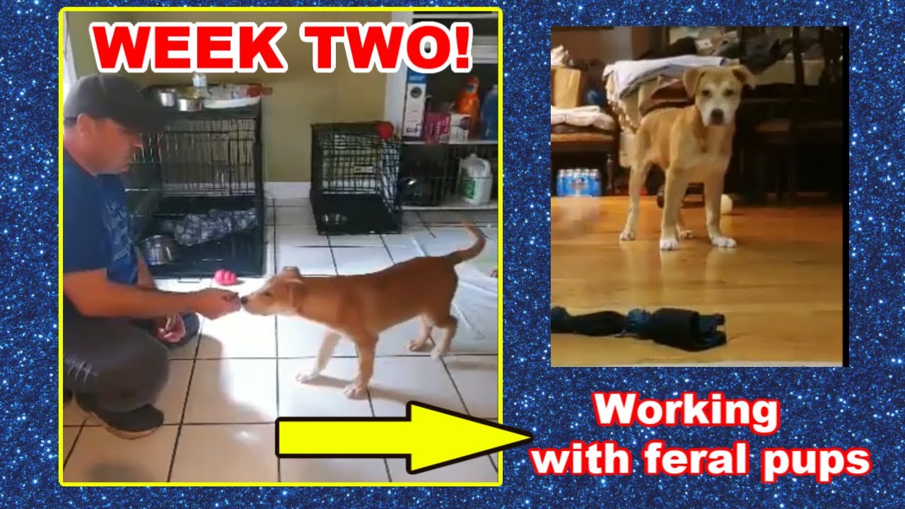 WEEK TWO- Feral PUPPIES | Working with feral puppies. Puppy development ...