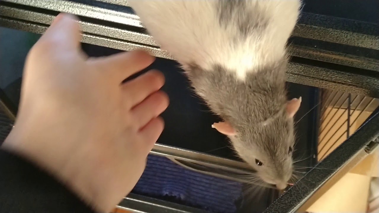 Rat doing rat related things - YouTube