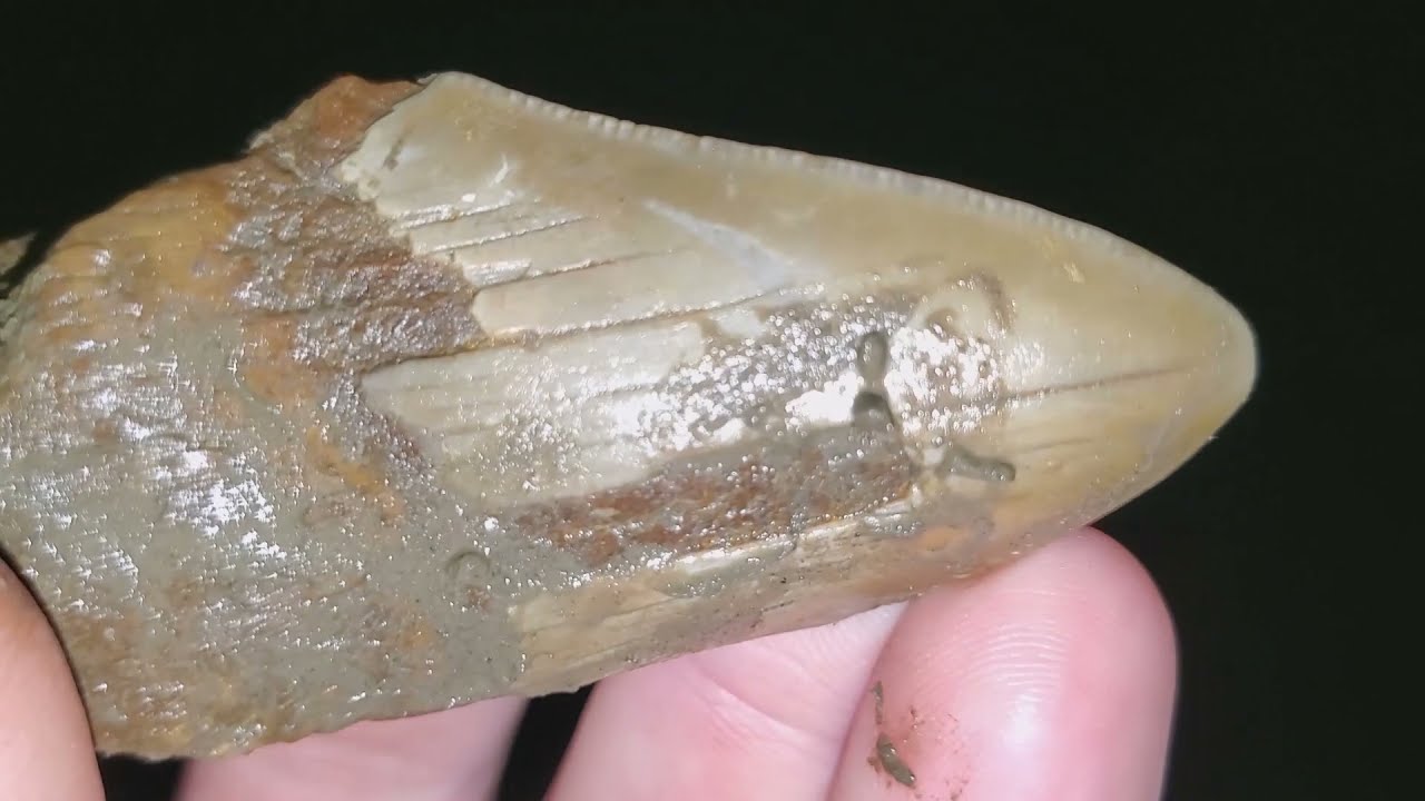 Shark tooth hunting in South Carolina! - YouTube