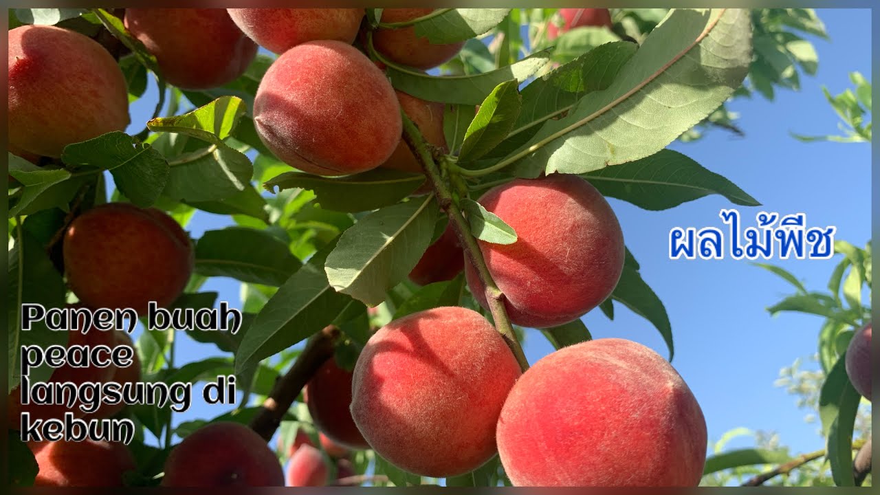 Panen buah pece persik langsung dari kebun manis dan lebat qua peche di ...