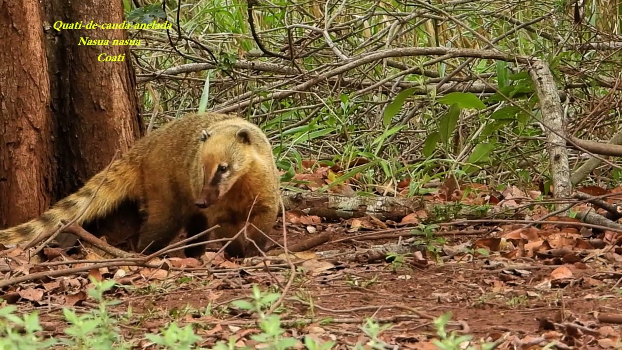 Quati-de-cauda-anelada faminto, Encara qualquer até o fruto da Mutamba ...