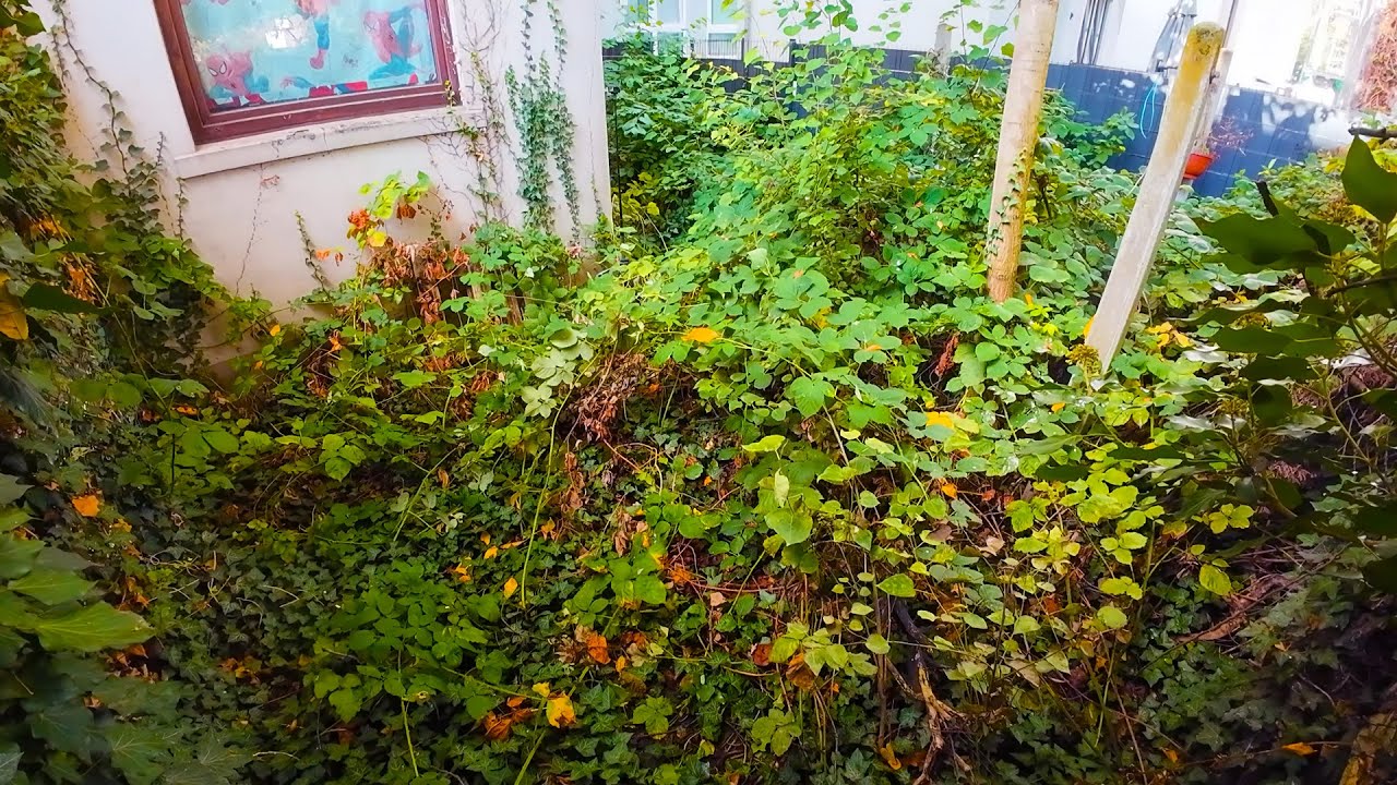 THE MOST OVERGROWN GARDEN YOU HAVE EVER SEEN… - YouTube