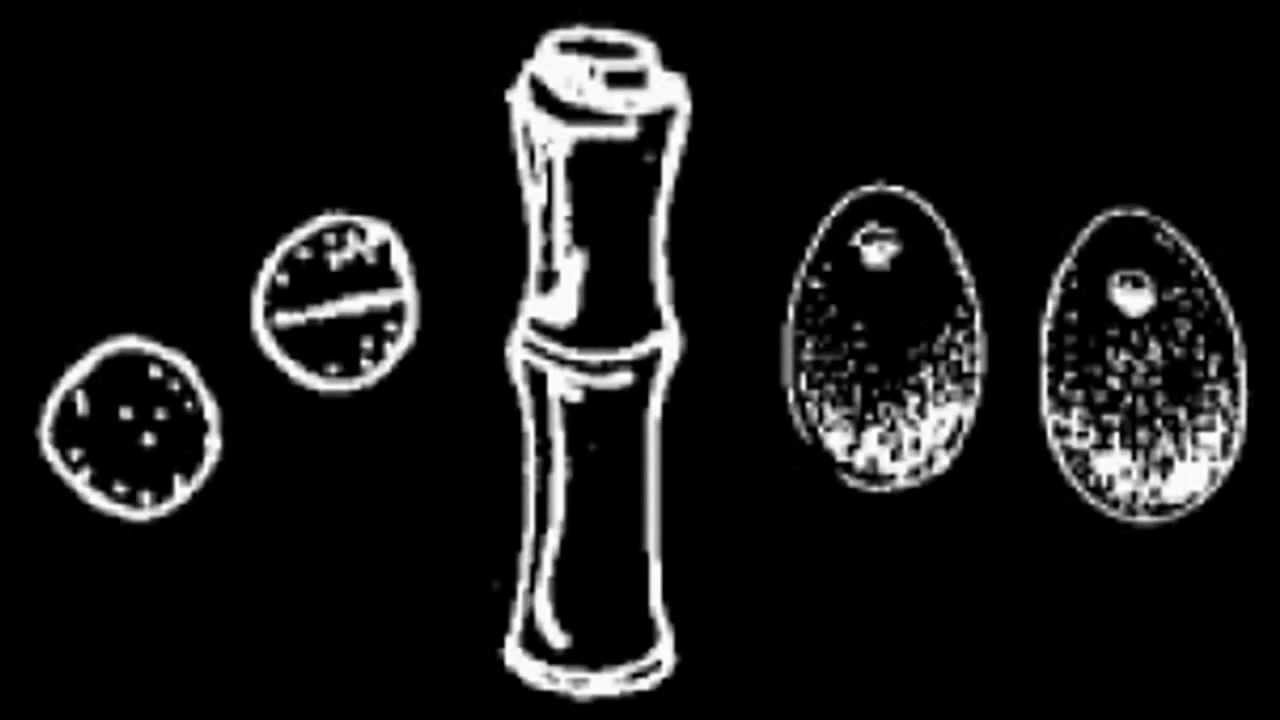 Blinding Powder Implements(metsubushi). - YouTube