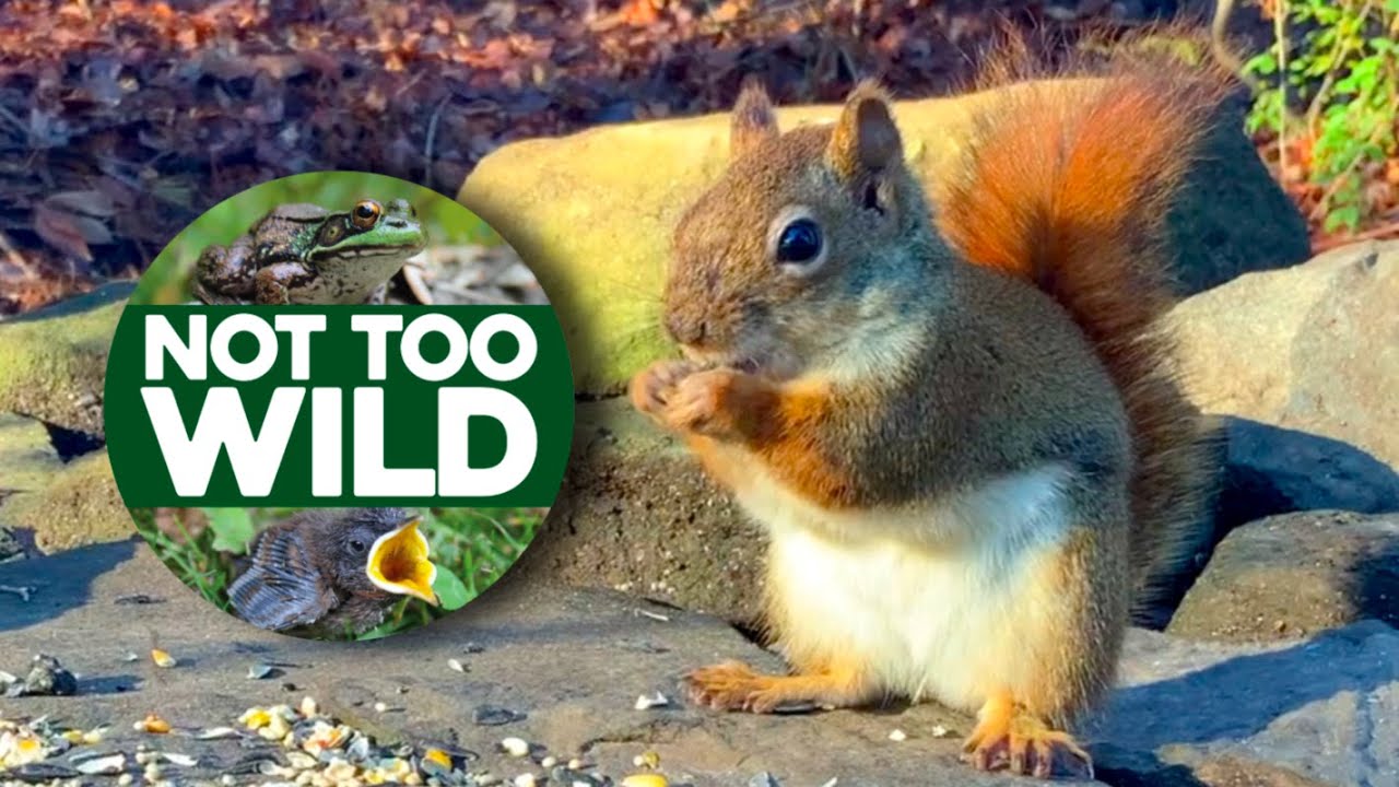 Breakfast With The Birds Featuring The Red Squirrel - YouTube