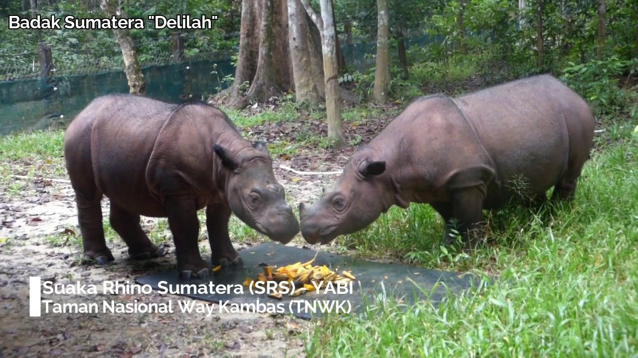 Memes Badak Sumatera