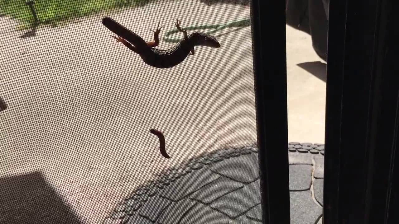 Unknown Lizard Ate Superworm - YouTube