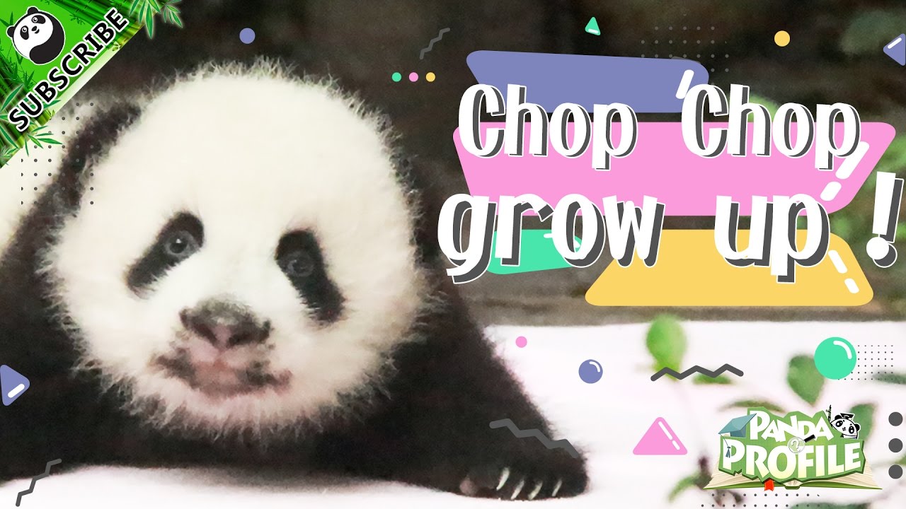 Panda Profile — Ep6 Chop, Chop, Grow Up! | iPanda - YouTube
