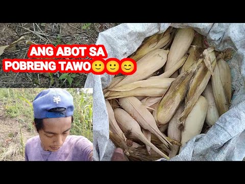 Bunga ng Pagtitiyaga sa Tag init 😊|CORN - YouTube