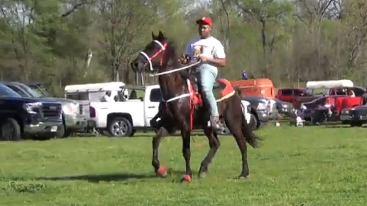 Standardbred-Walking Horse Cross of Mineral Springs Trail Riders - YouTube