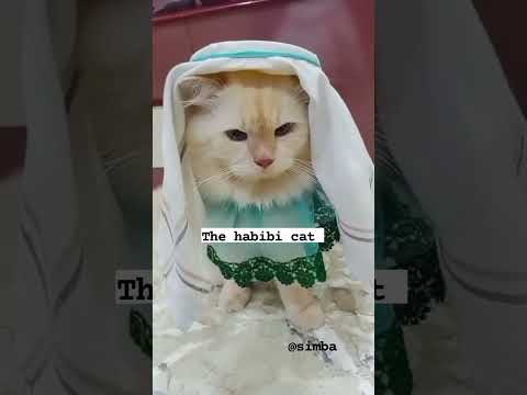 The habibi cat 😍..... - YouTube