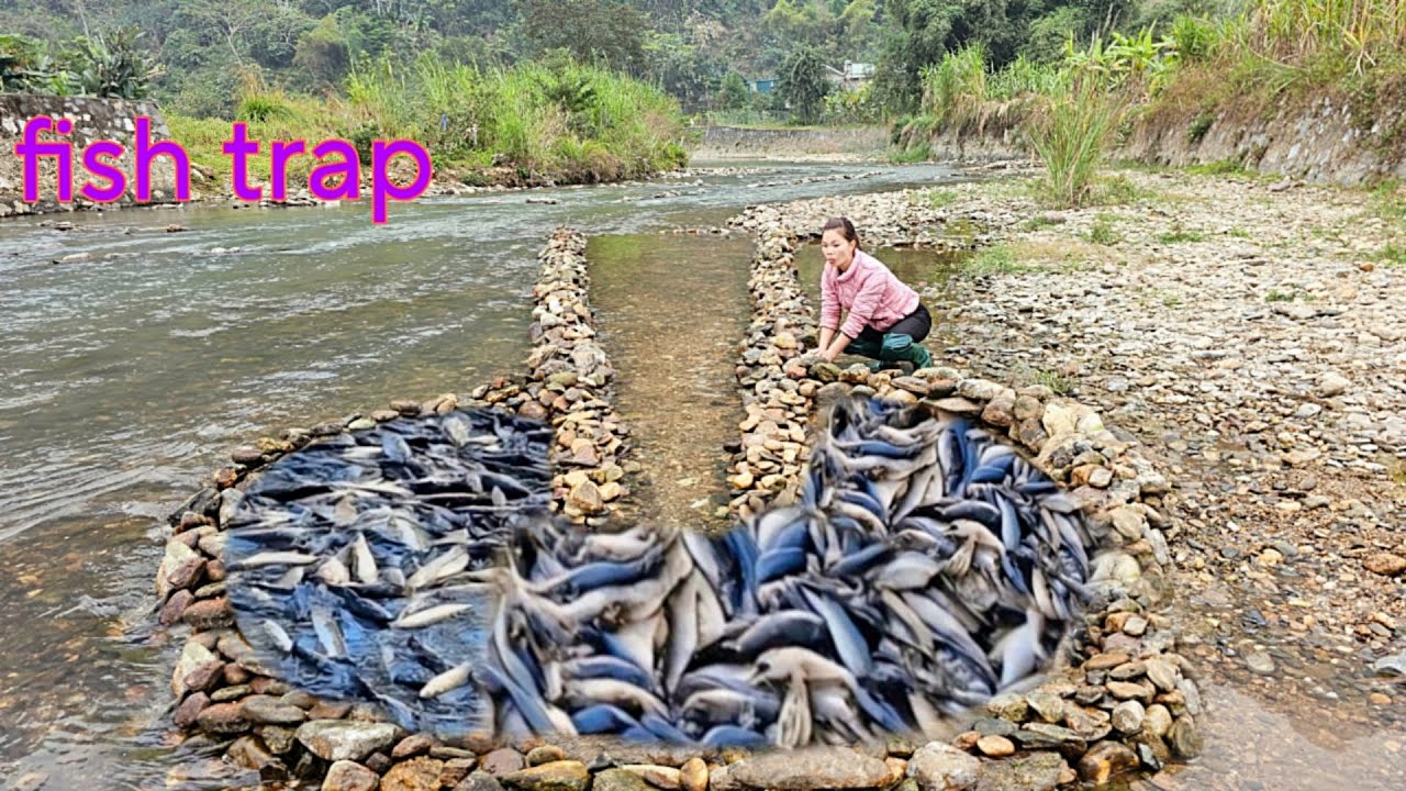 The girl skillfully arranged rocks to create a unique fish trap ...