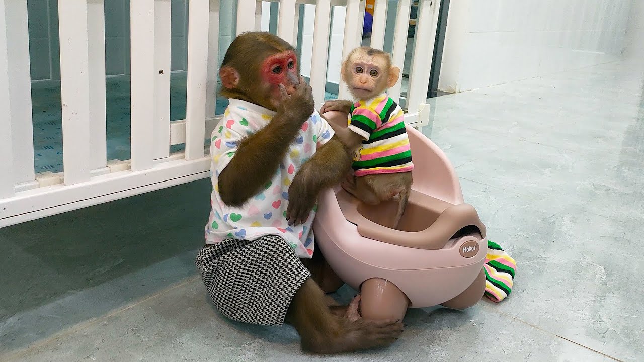 Kobi helps baby monkey Mon poop in the potty - YouTube