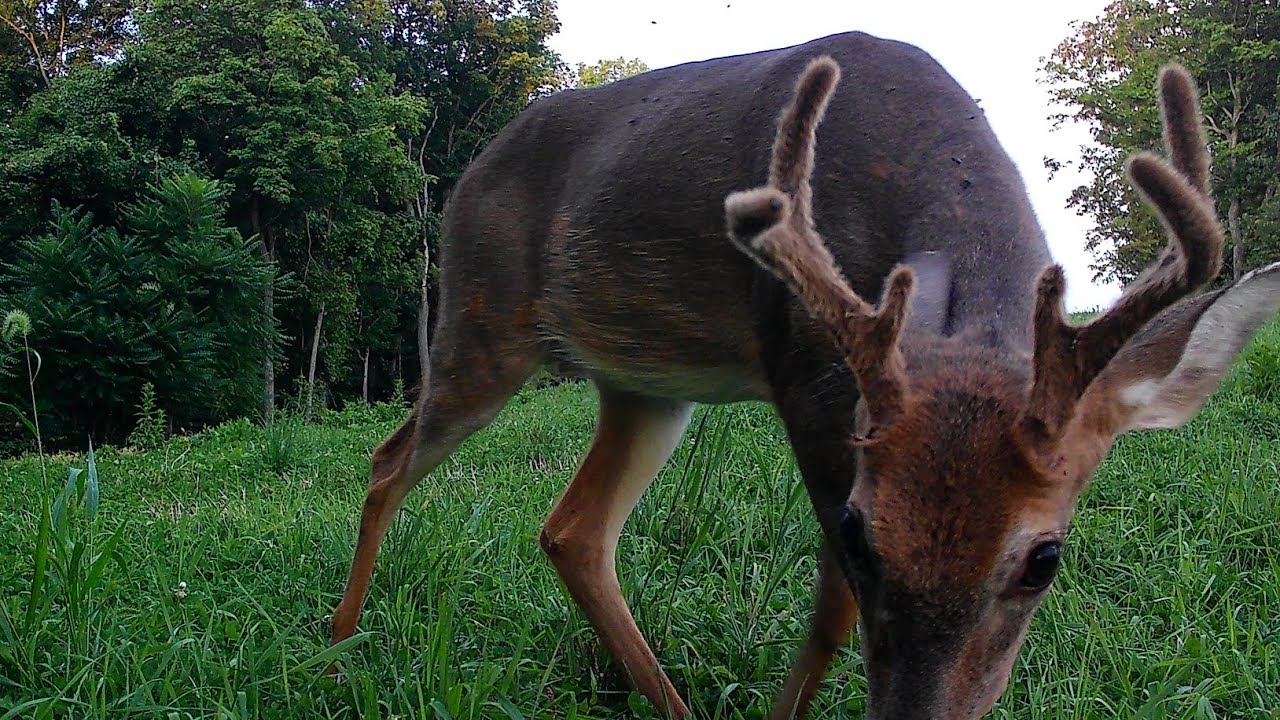 Tactacam Reveal X Pro sample videos. #trailcamology - YouTube