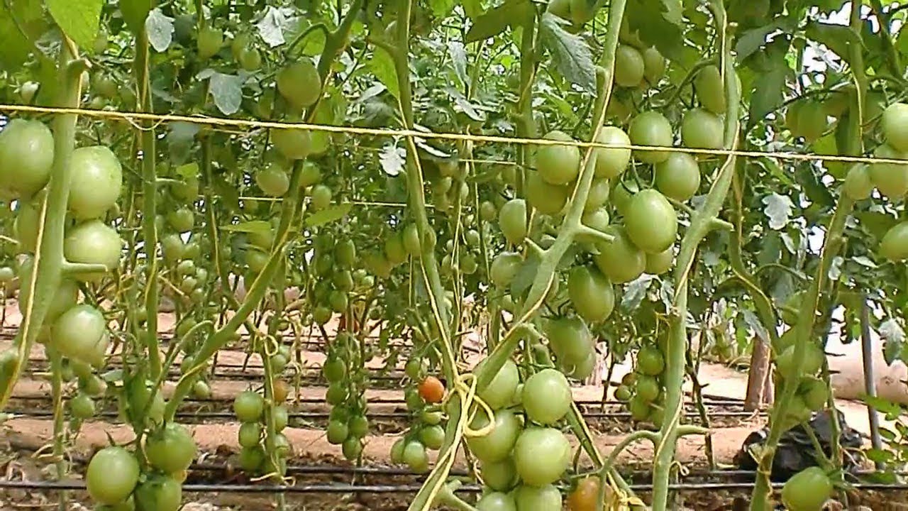 Kilimo Bora cha Nyanya Cha kutumia Matone ya Maji Kinavyonufaisha ...