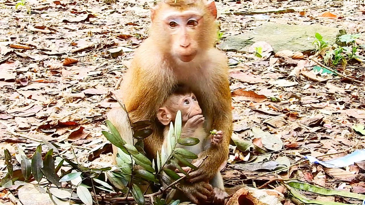 Monkey Luna take care BB Rainbow very gengle - YouTube