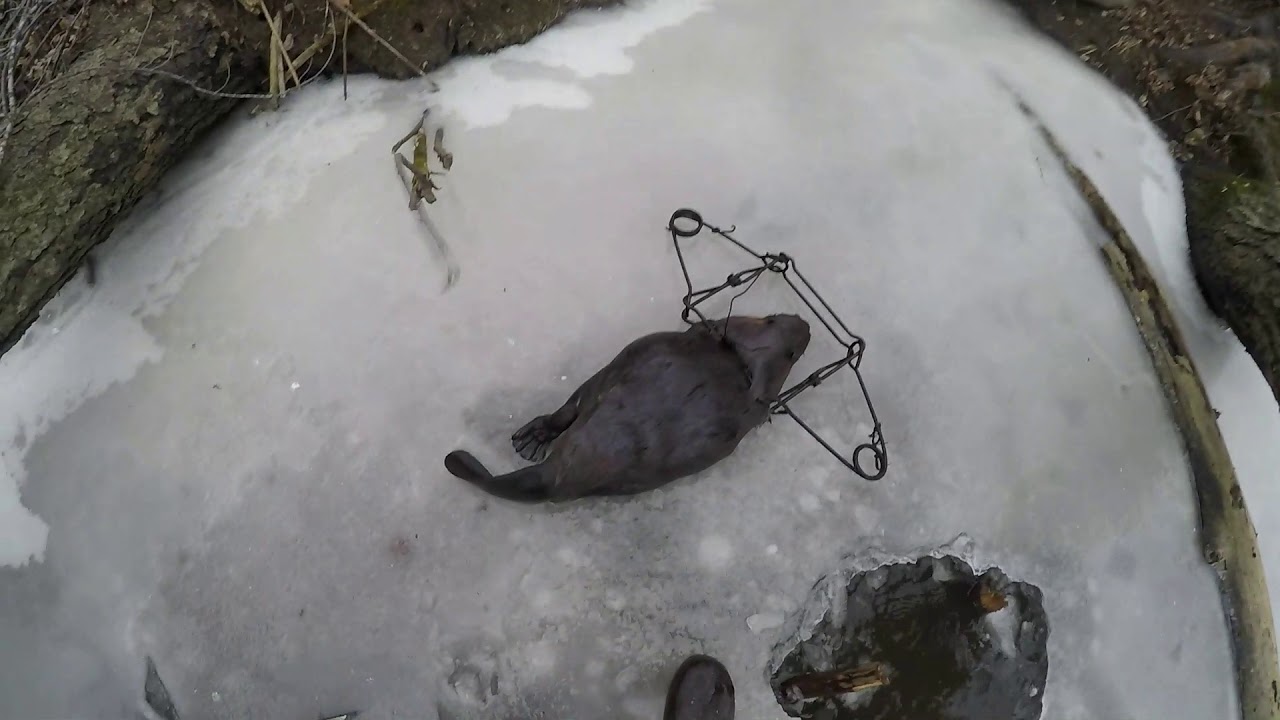 S2 Day 3 Closed Area Trapping Wisconsin for Beaver and Muskrats - YouTube