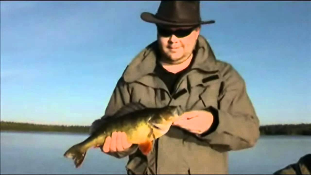 Abborre 1 kilo - Perch 2.2 pounds - YouTube