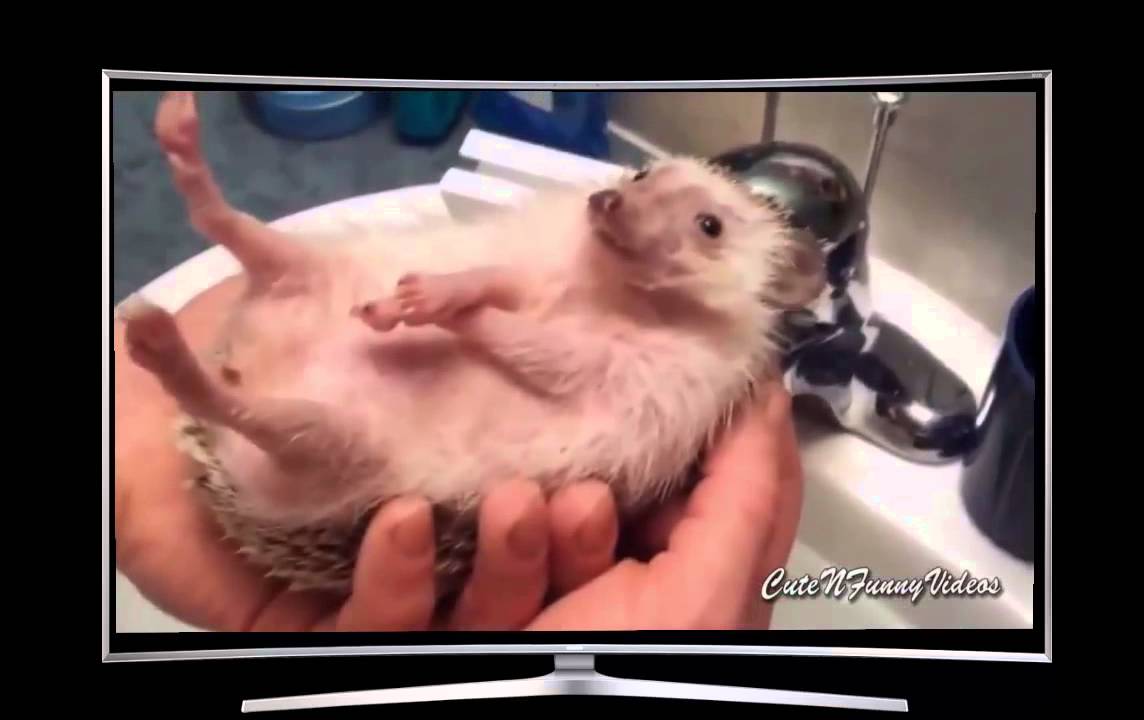 Cute And Funny - YouTube