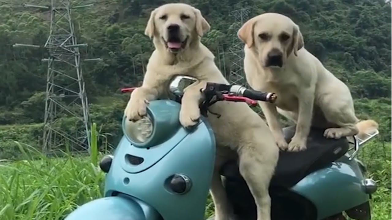 Funniest & Cutest Labrador Puppies #1 - Funny Puppy Videos 2021😂🤣 - YouTube