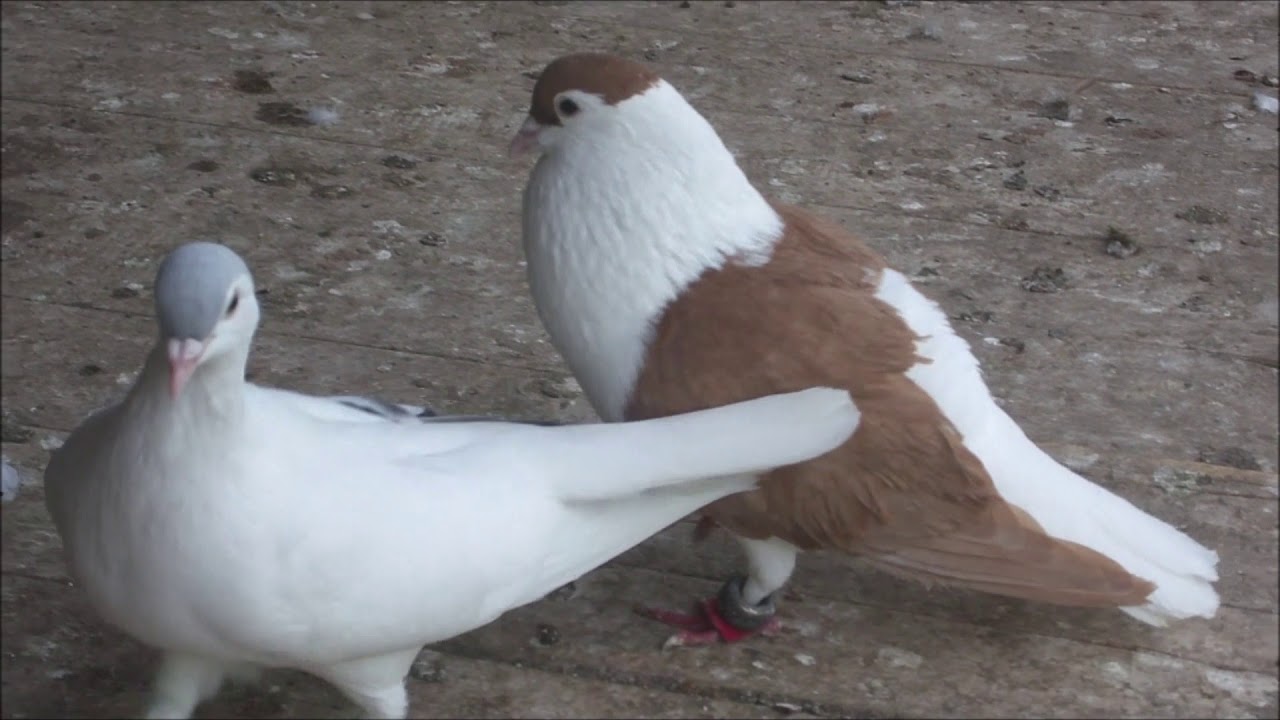 Kaftar Afghani - YouTube