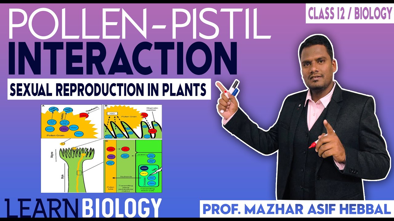 Pollen-Pistil Interaction in detail. By- Prof.Mazhar Asif Hebbal - YouTube