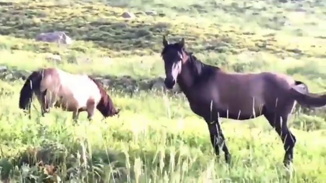 Shireen Mountain in Barzan - Barzan Bölgesinde Bulunan Şirin Dağı - YouTube