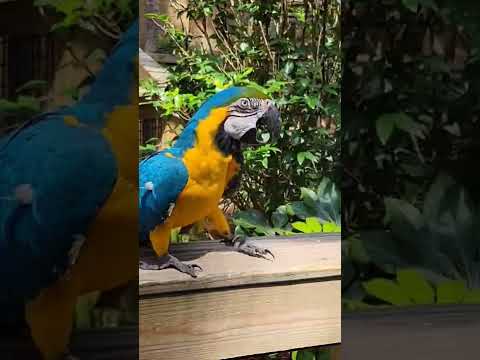 Playful Macaw's Dance - YouTube