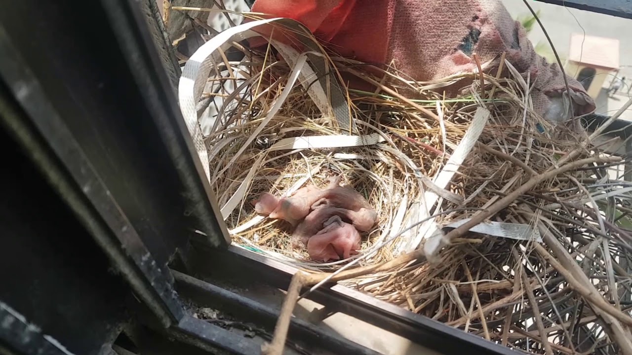 Newborn crow babies - YouTube