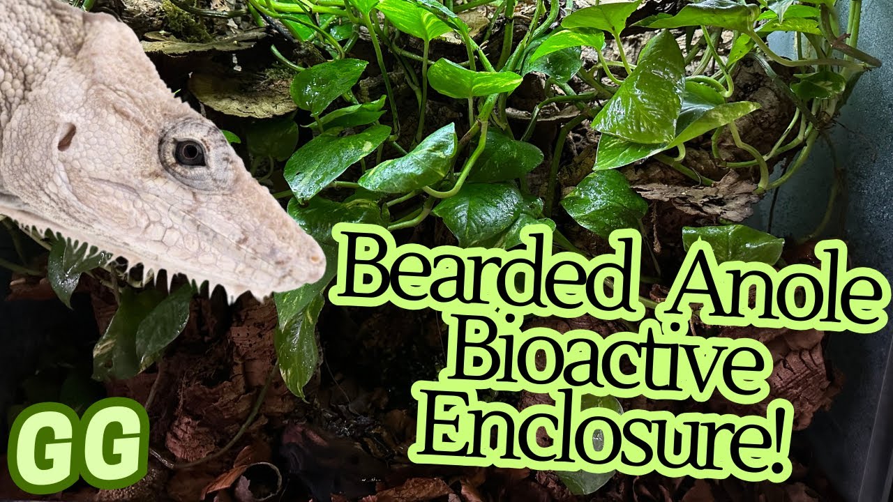 Huge Bioactive Bearded Anole Enclosure! - YouTube