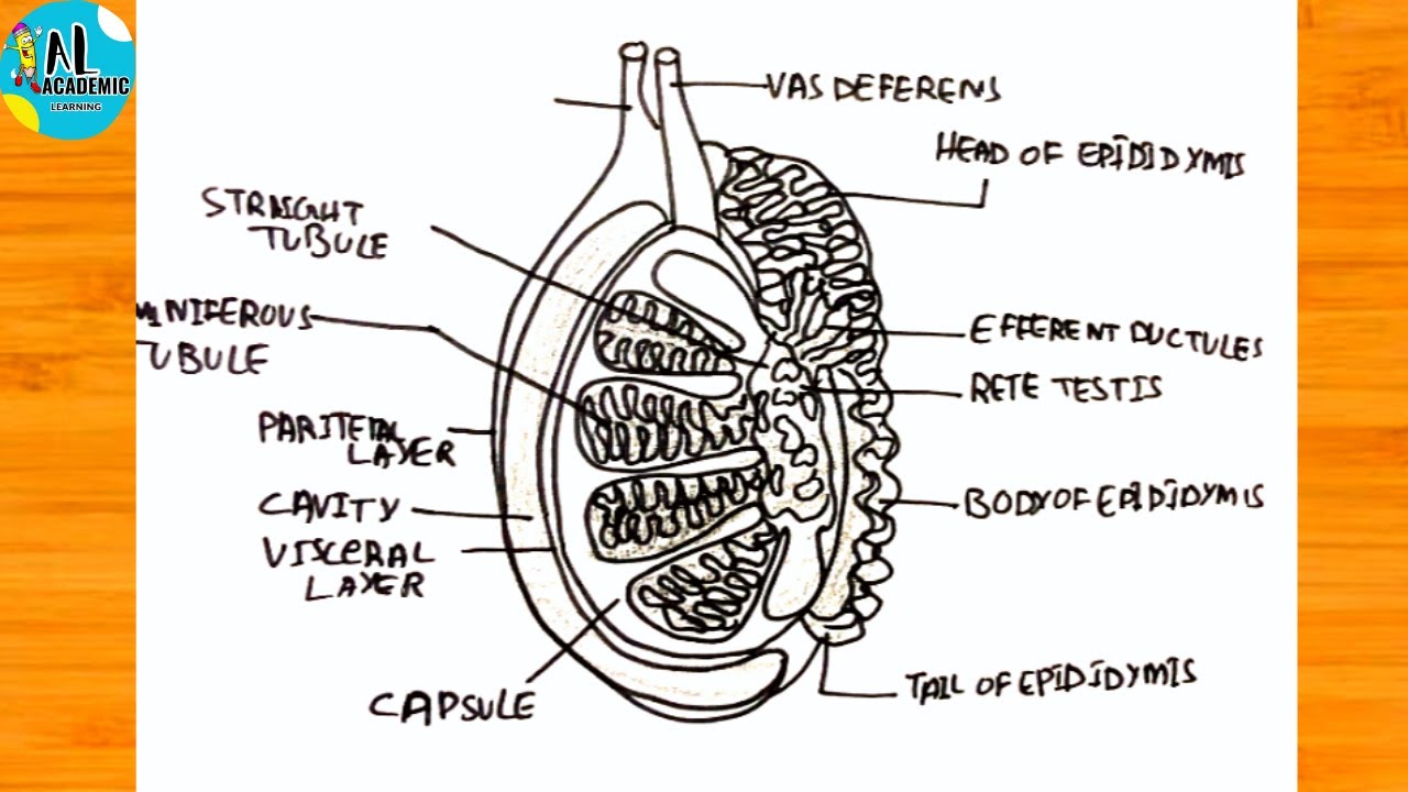 How to draw Testis Anatomy Diagram | How to draw Labelled Diagram of ...