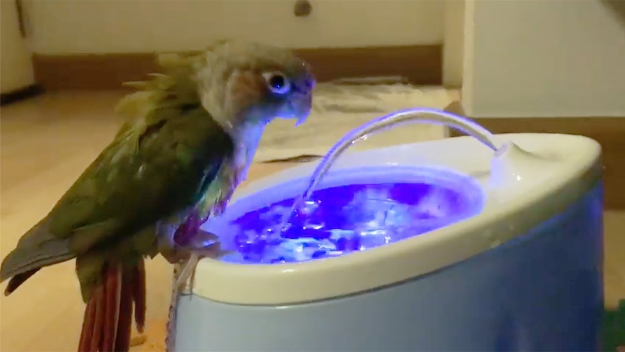 Parrot Playing In Water Fountain - YouTube