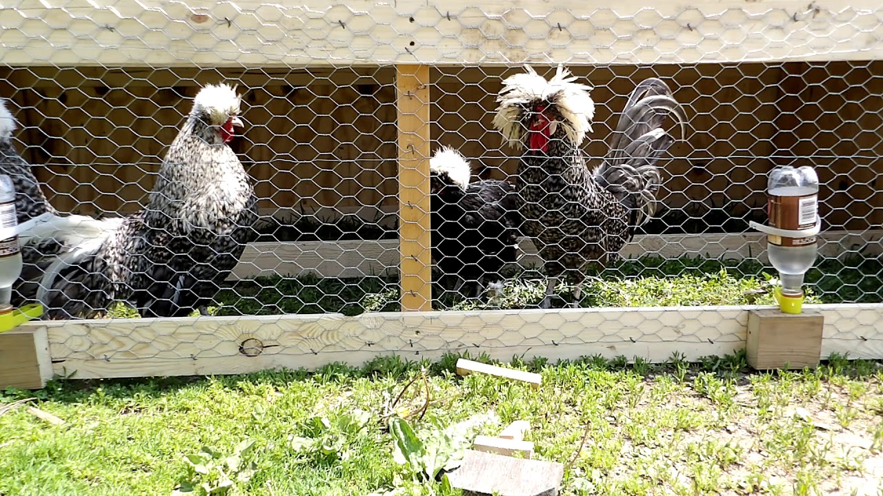 Breeding for Color - Crele and other Barred varieties - YouTube