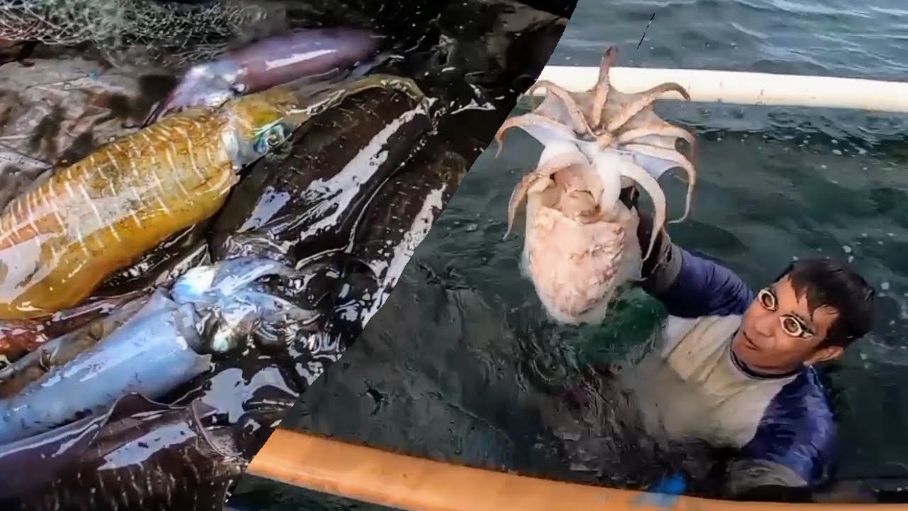 SQUID HUNTING HARVESTING GOOD SIZE SQUID | FISHING PHILIPPINES - YouTube