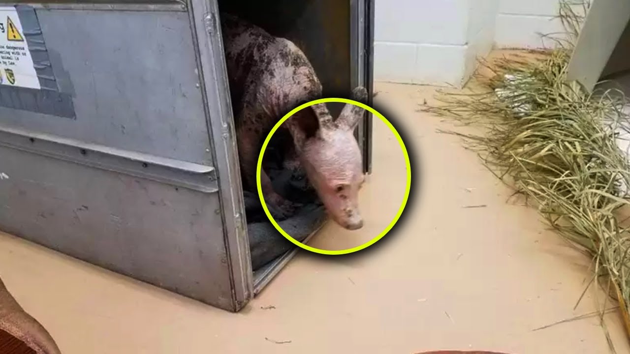 Weird Bald Creature On The Streets Of California Turns Out To Be An ...