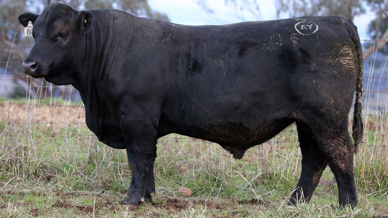 Lot 12 Yamba 2021 - YouTube