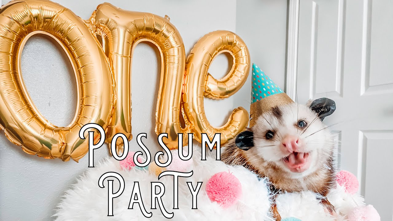 I Threw My Possum A Birthday Party - YouTube