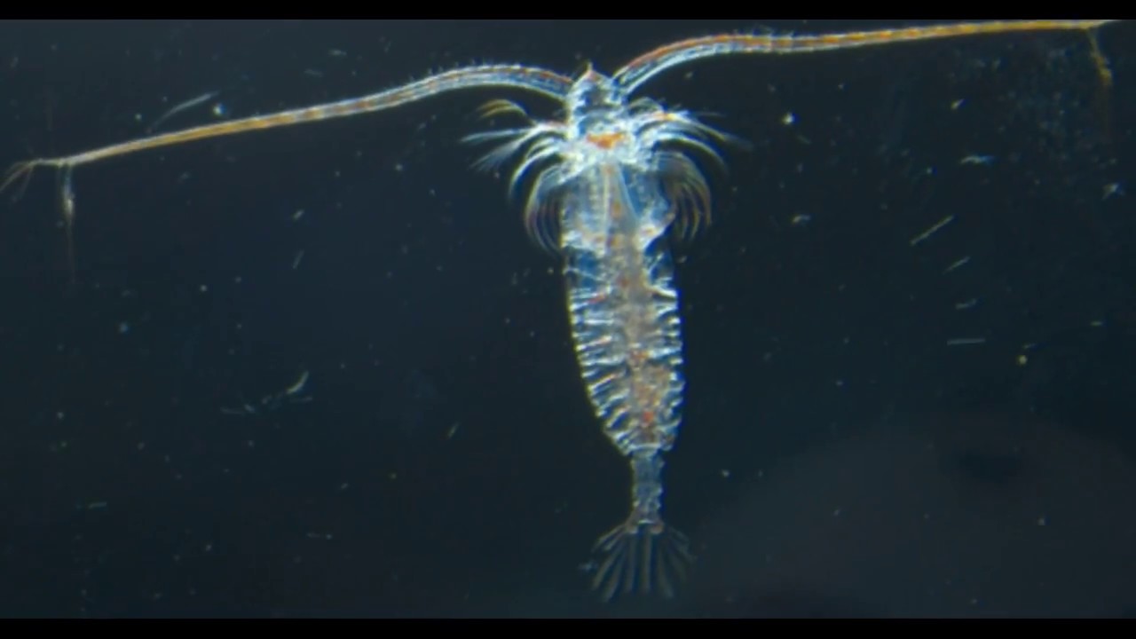 Creature Feature: Copepods - YouTube