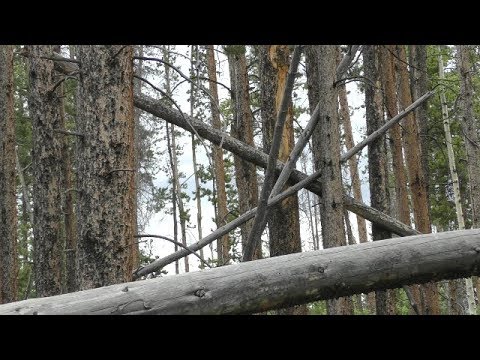 Sasquatch Seats / 100 ft foot tall Structure - YouTube
