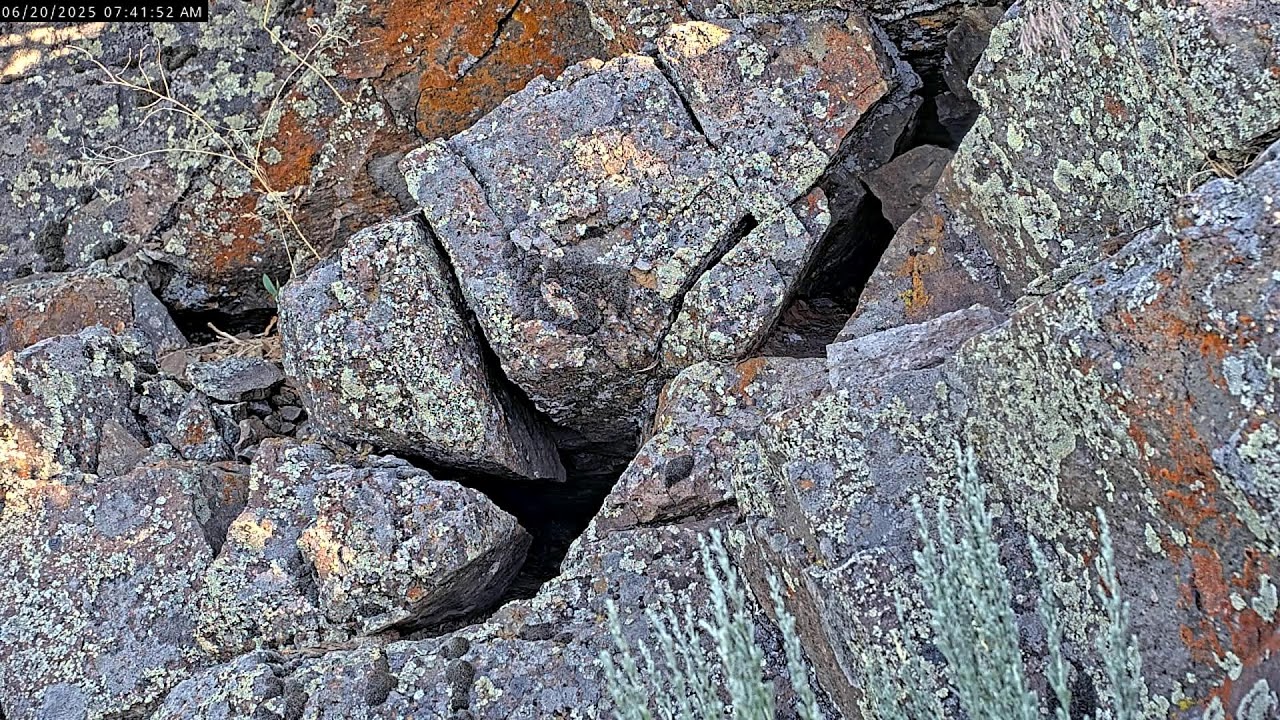 Colorado RattleCam Livestream - YouTube