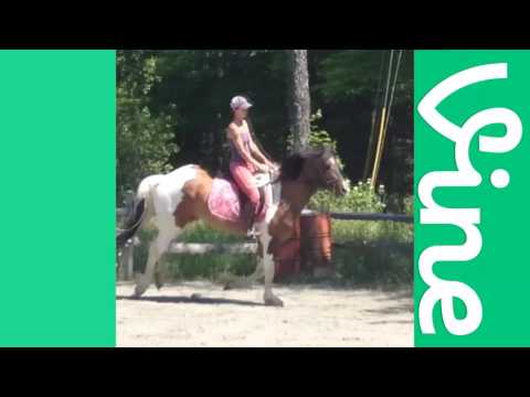 Cool Horse Vines Compilation
