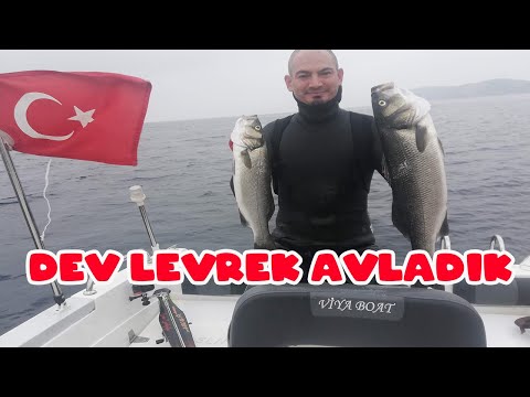 Dev Levrek Avladım  / Yakala Ve Pişir Izgarada Levrek