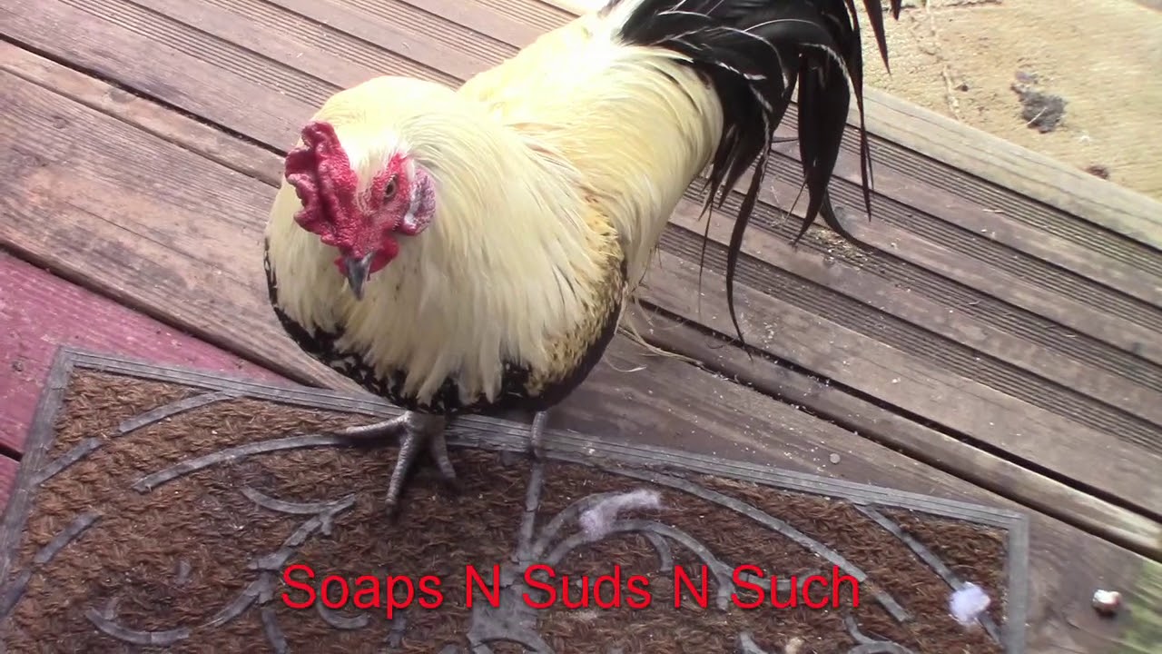 Leg Horn Fog Horn Rooster, Chickens as pets, Ethel Sue the chicken and ...