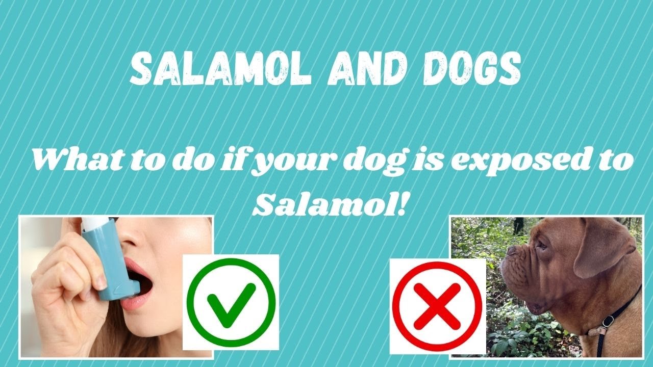 Salamol toxicity in dogs - YouTube