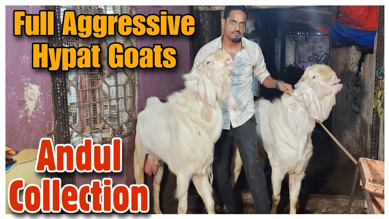Full Aggressive Andul Goat Collection In Madanpura | Hypat andul Bakre ...