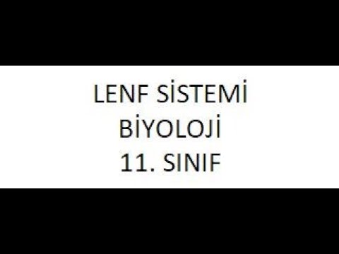Lenf Sistemi 11. Sınıf Biyoloji- Seda Güneş