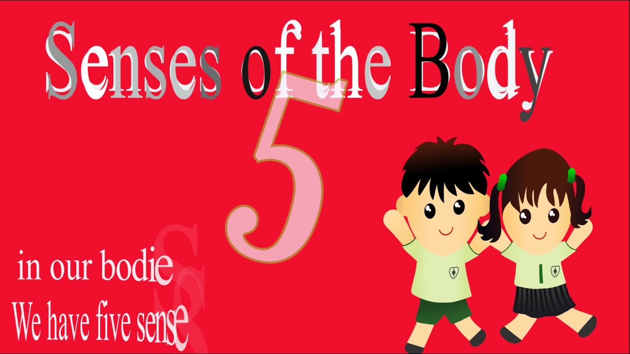 The senses of the body song/ the senses/ body senses/ the 5 senses ...