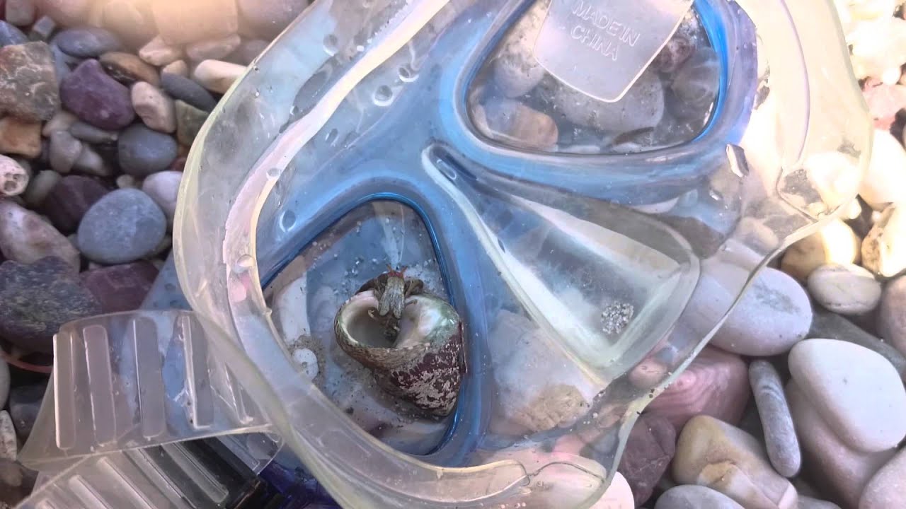 Животные Средиземного Моря. Animals of Mediterranean Sea. Corfu. Greece ...