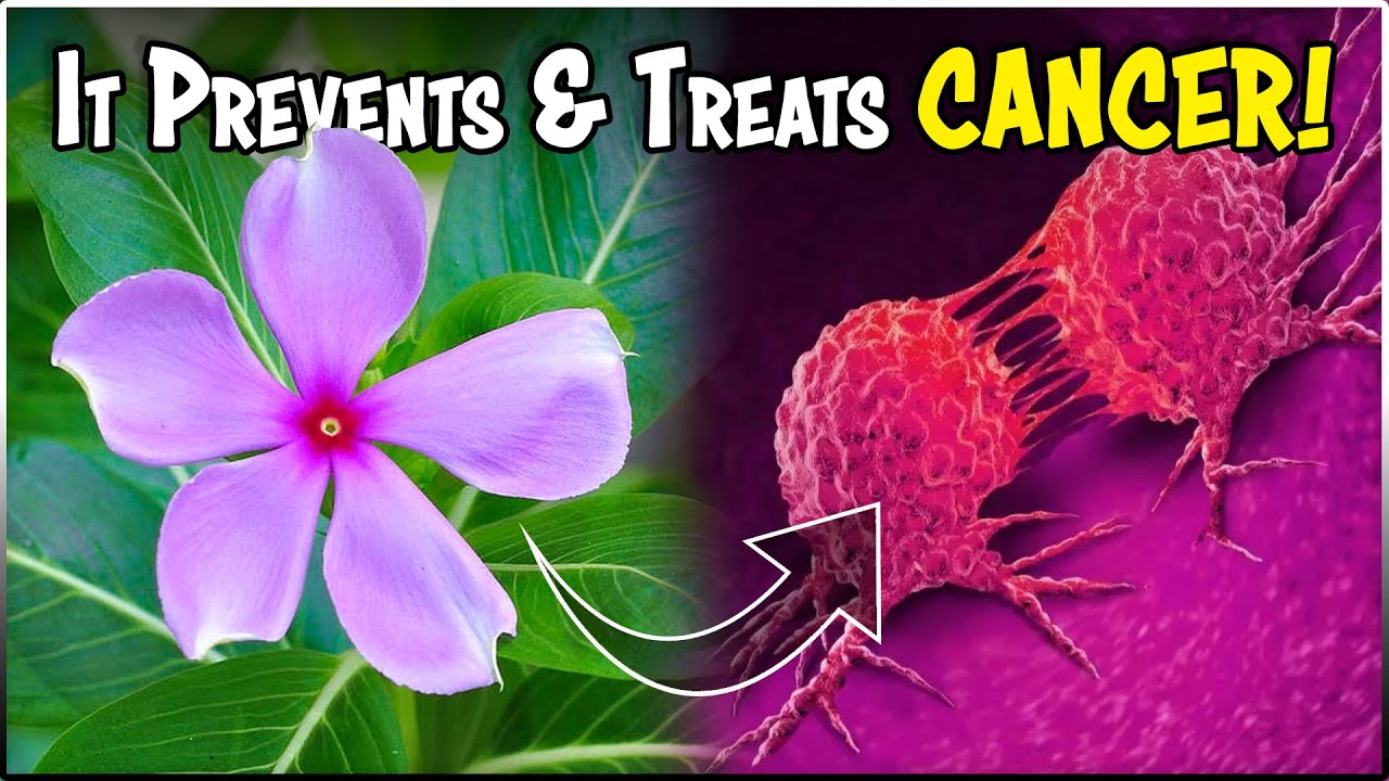 Miraculous Plants and Herbs for Treating and Preventing Cancer | Boost ...